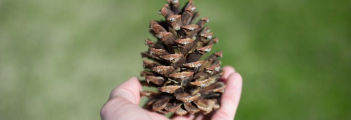 The Enviva Enterprise – Enviva Biomass