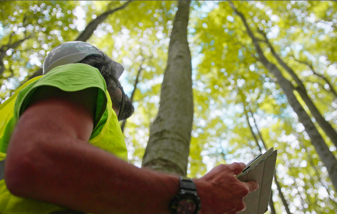 Sustaining Healthy Forests – Enviva Biomass