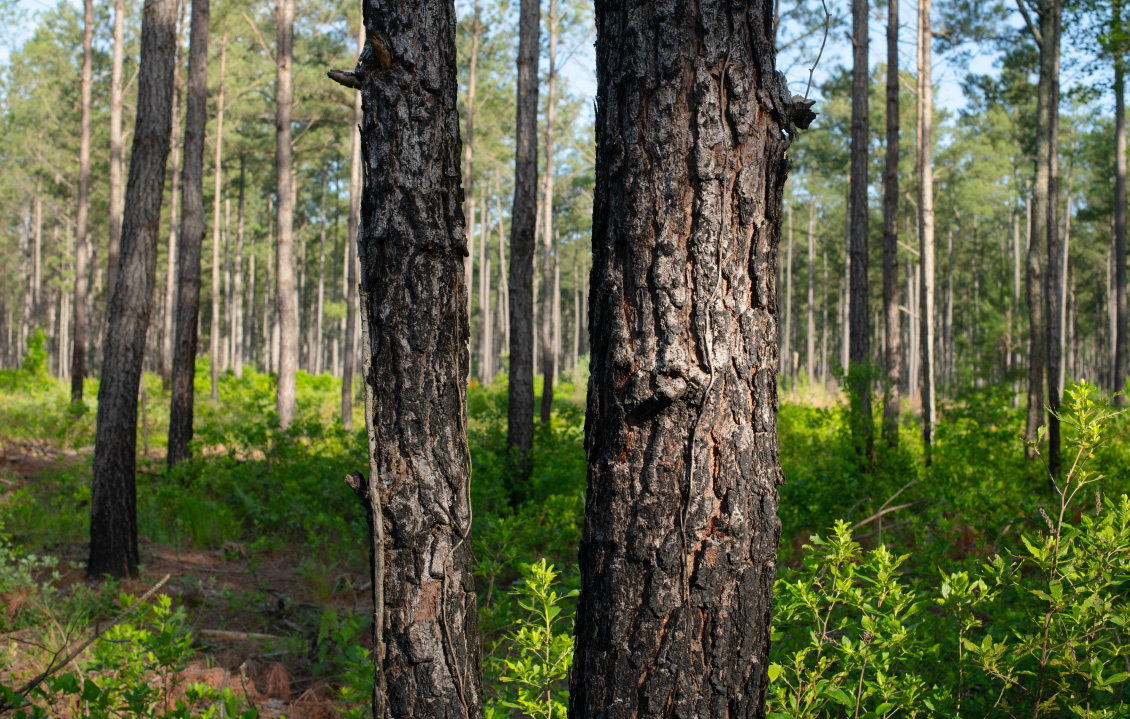 Our Impact – Enviva Biomass